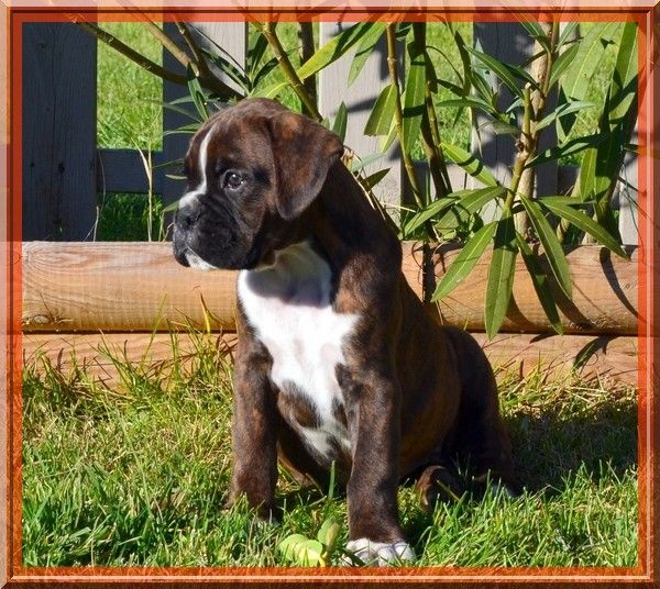 Accueil - Elevage Du Maine Roy - eleveur de chiens Boxer